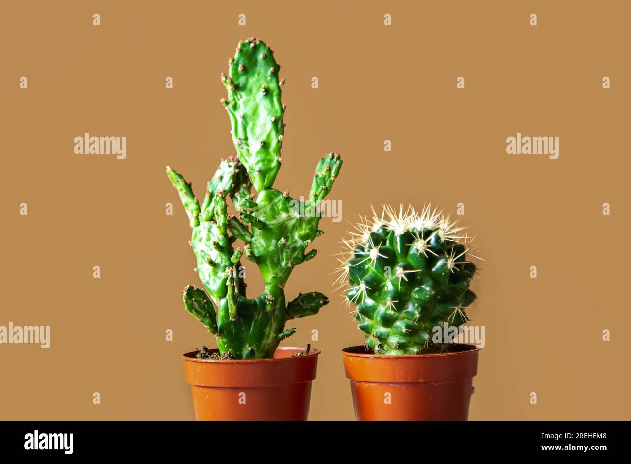 Two cacti in a pot. Copy space. Beige background Stock Photo - Alamy