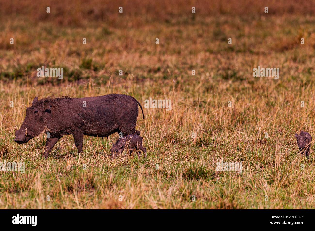 Maasai Mara National Reserve is an area of preserved savannah ...