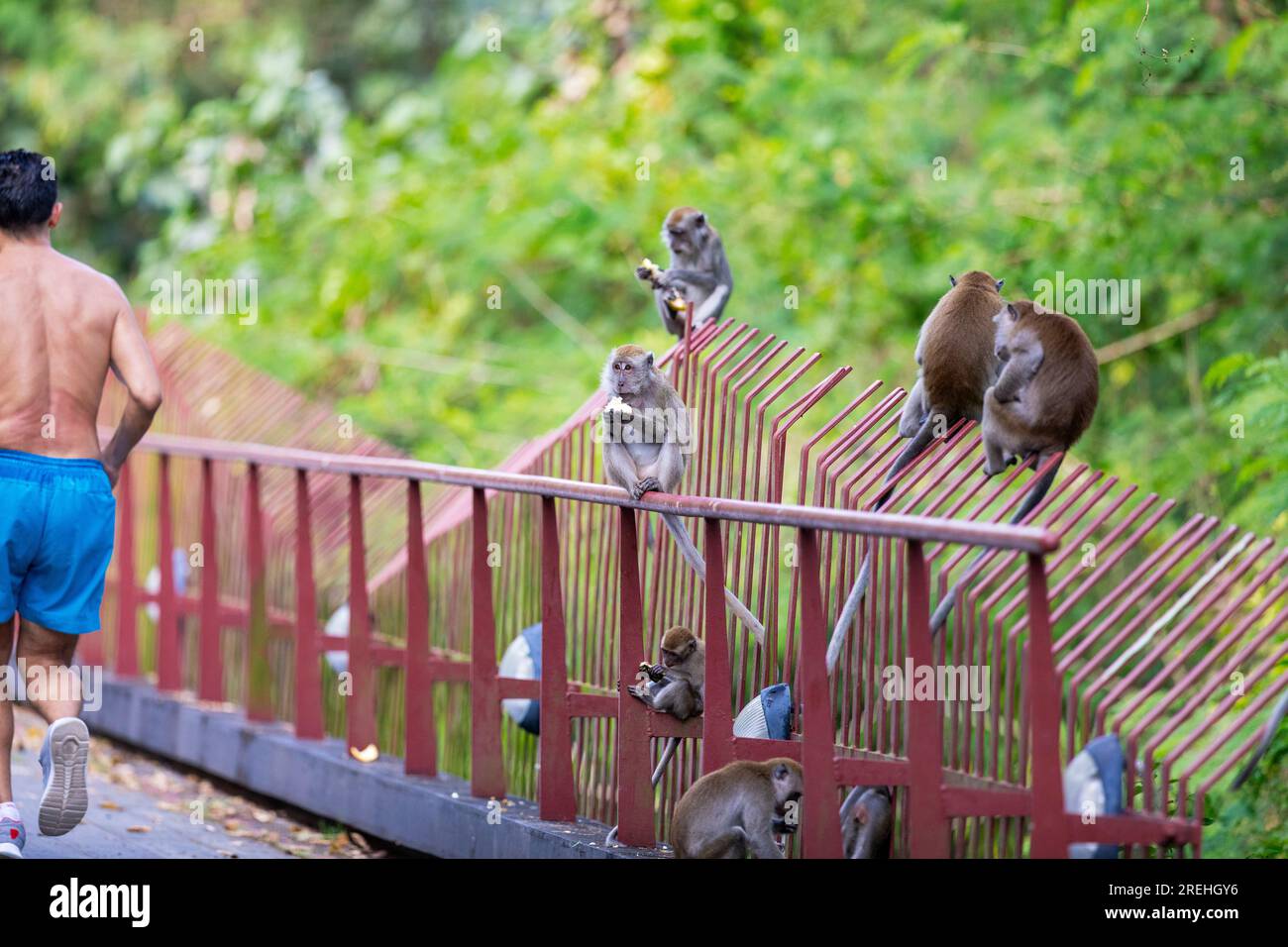A jogger runs past a long-tailed macaque troop sits on a bridge along ...