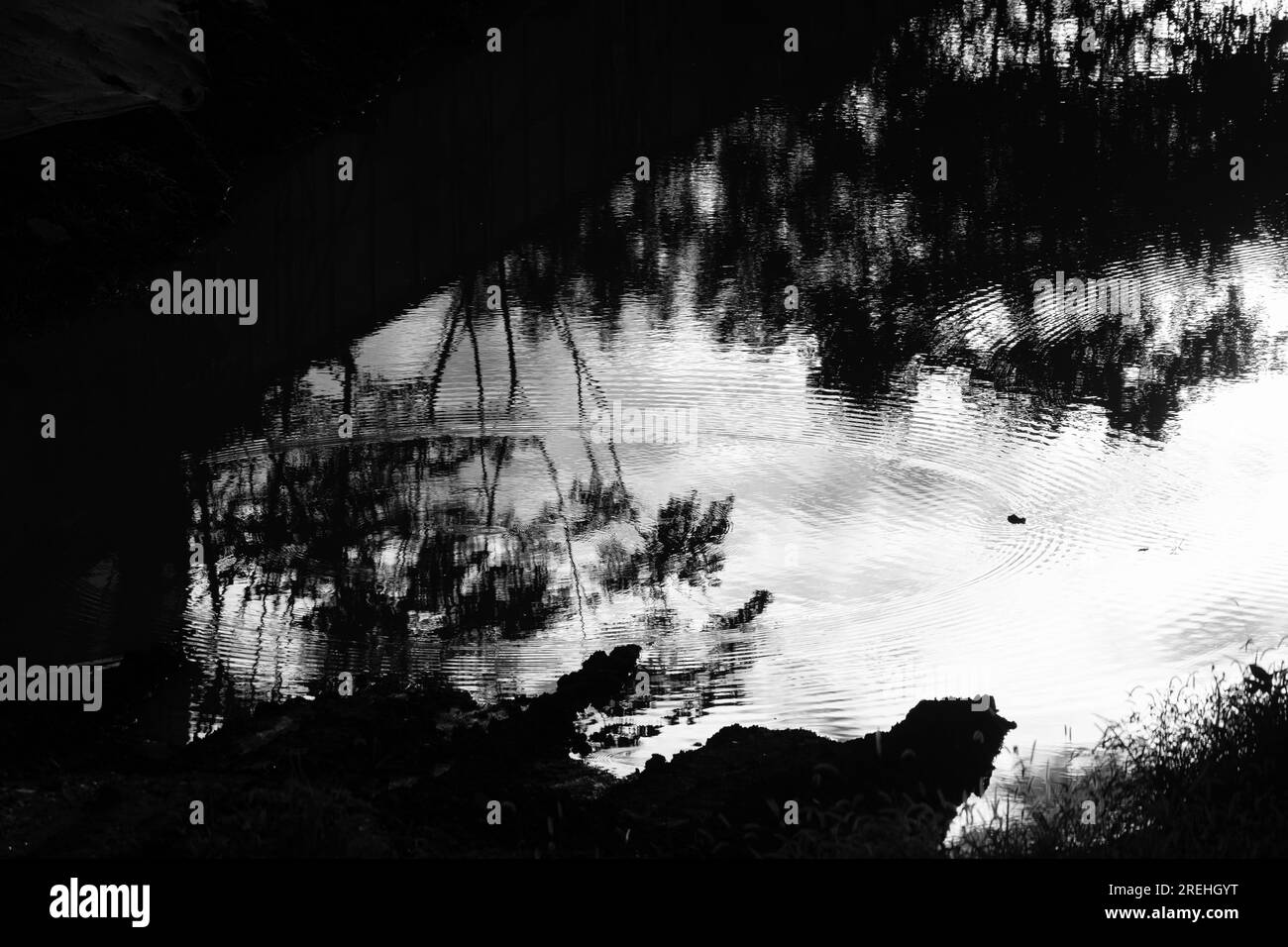 The black and white photograph of the trees' reflection on the ...