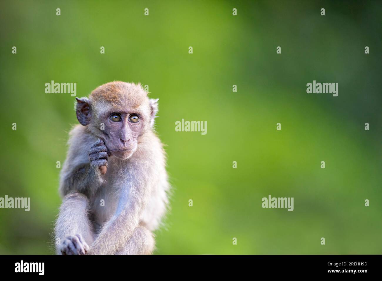Monkey scratching head hi-res stock photography and images - Alamy