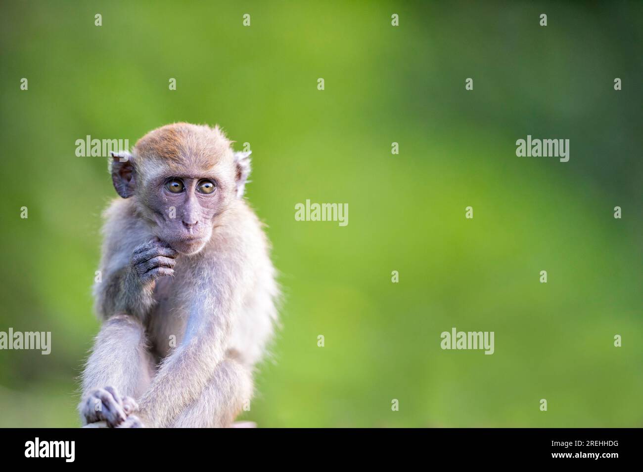 Monkey scratching head hi-res stock photography and images - Alamy