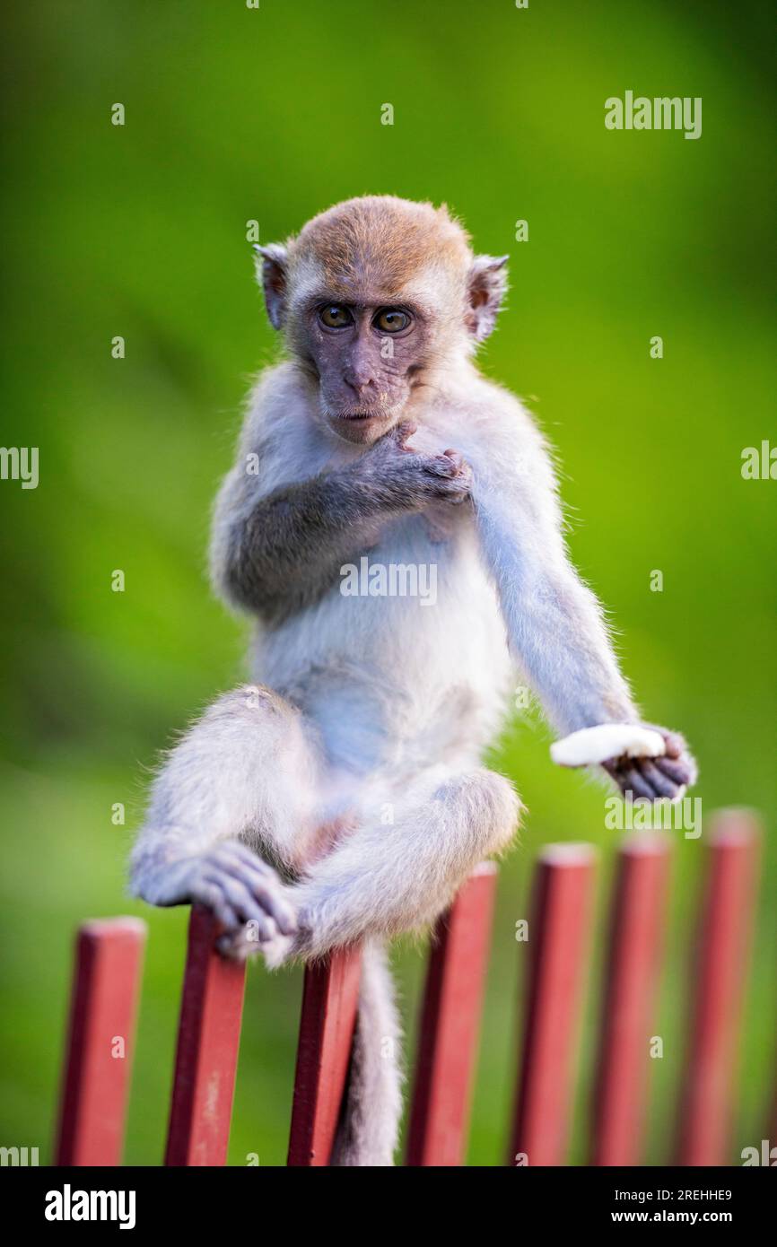 A young long-tailed macaque scratches its arm while sitting on a bridge ...