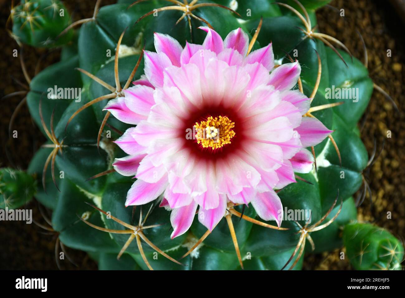 Elephants tooth hi-res stock photography and images - Alamy