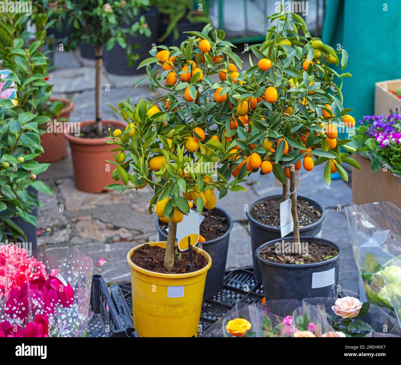 Mini lemon tree pot hi-res stock photography and images - Alamy