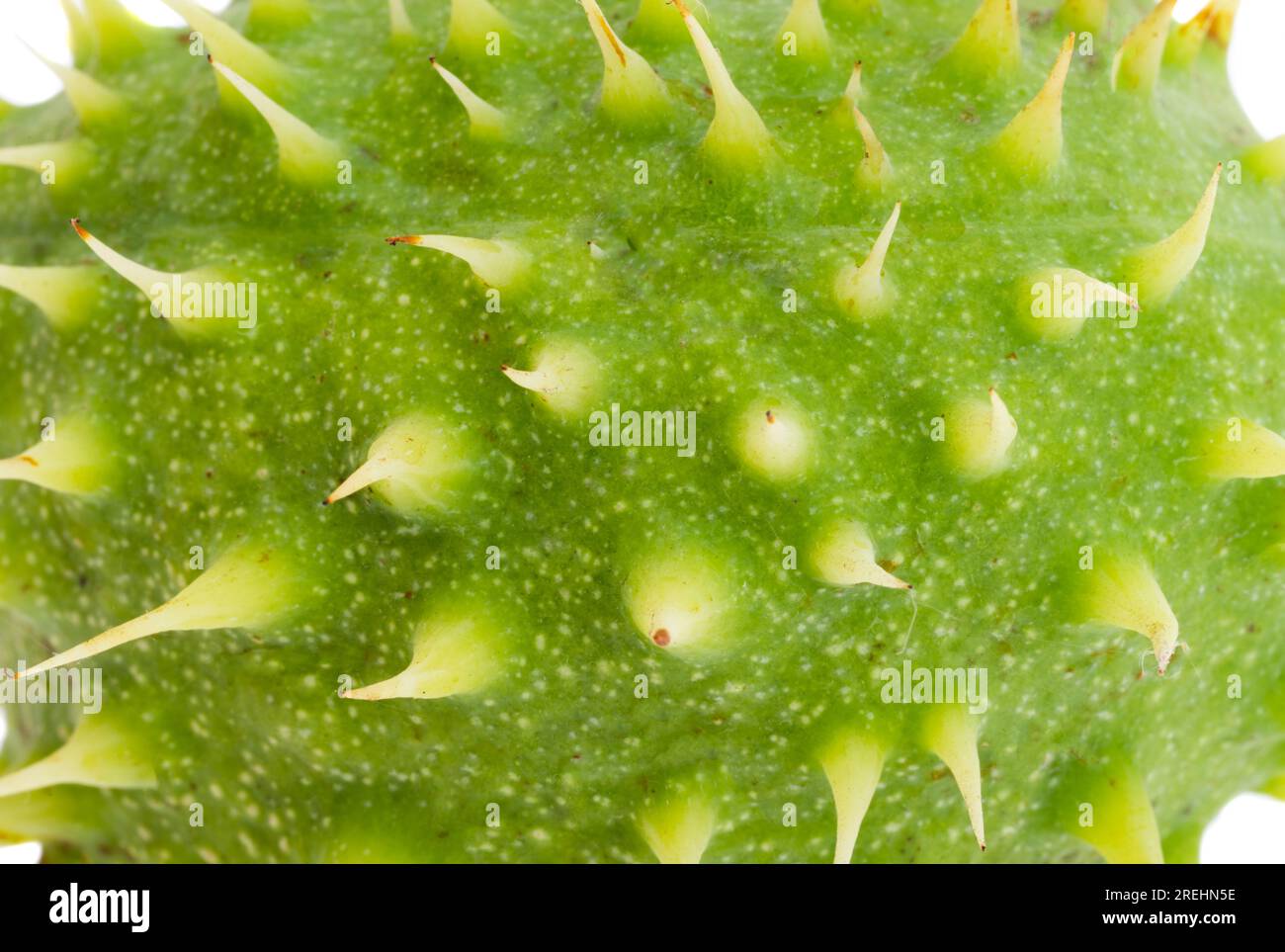 green chestnut isolated on white background Stock Photo - Alamy