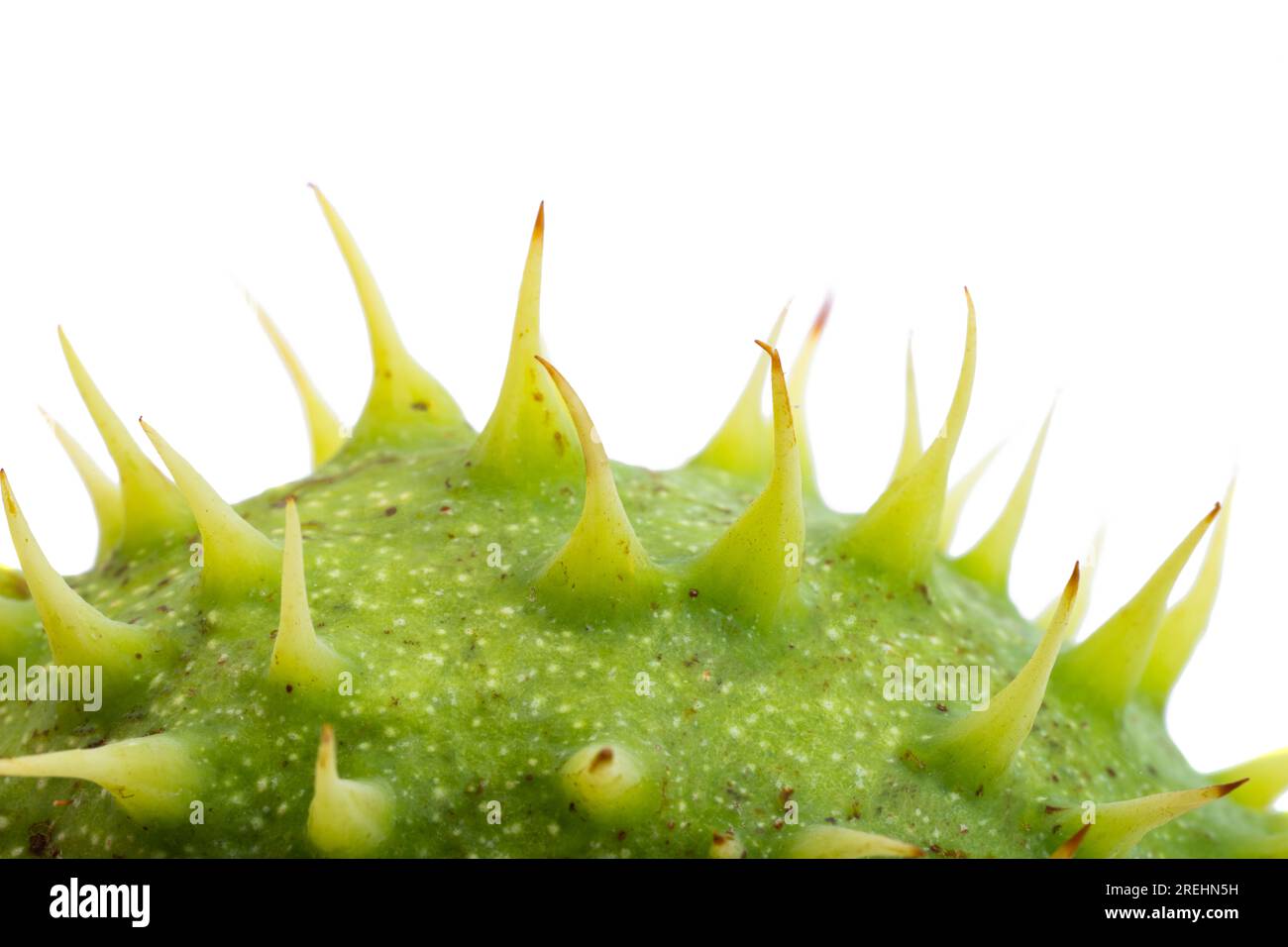 green chestnut isolated on white background Stock Photo - Alamy
