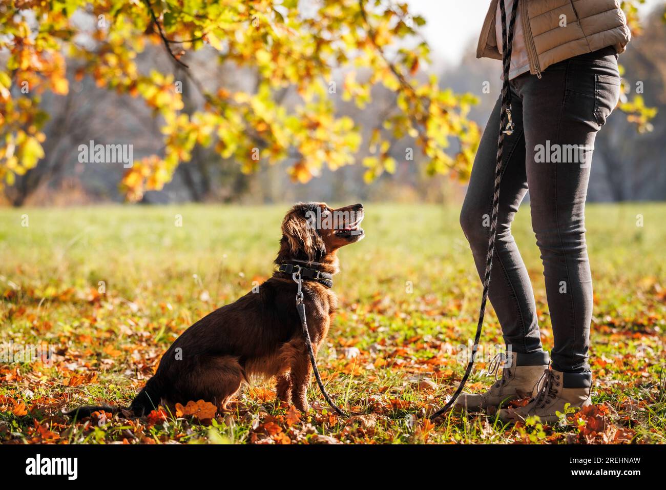 Pet owner doing obedience training of rescued dog in autumn park ...