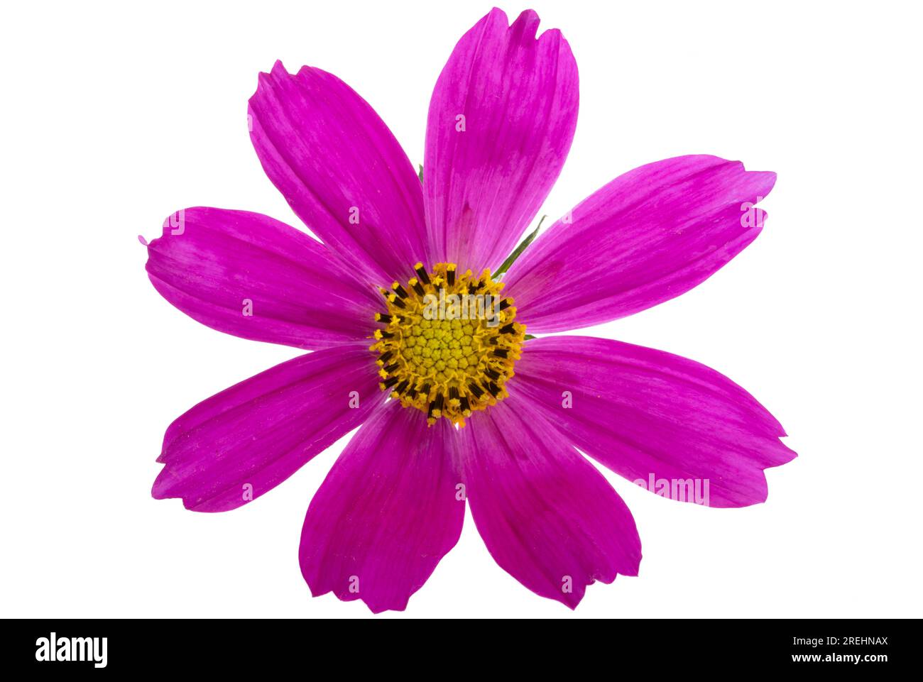 cosmea flower isolated on white background Stock Photo - Alamy