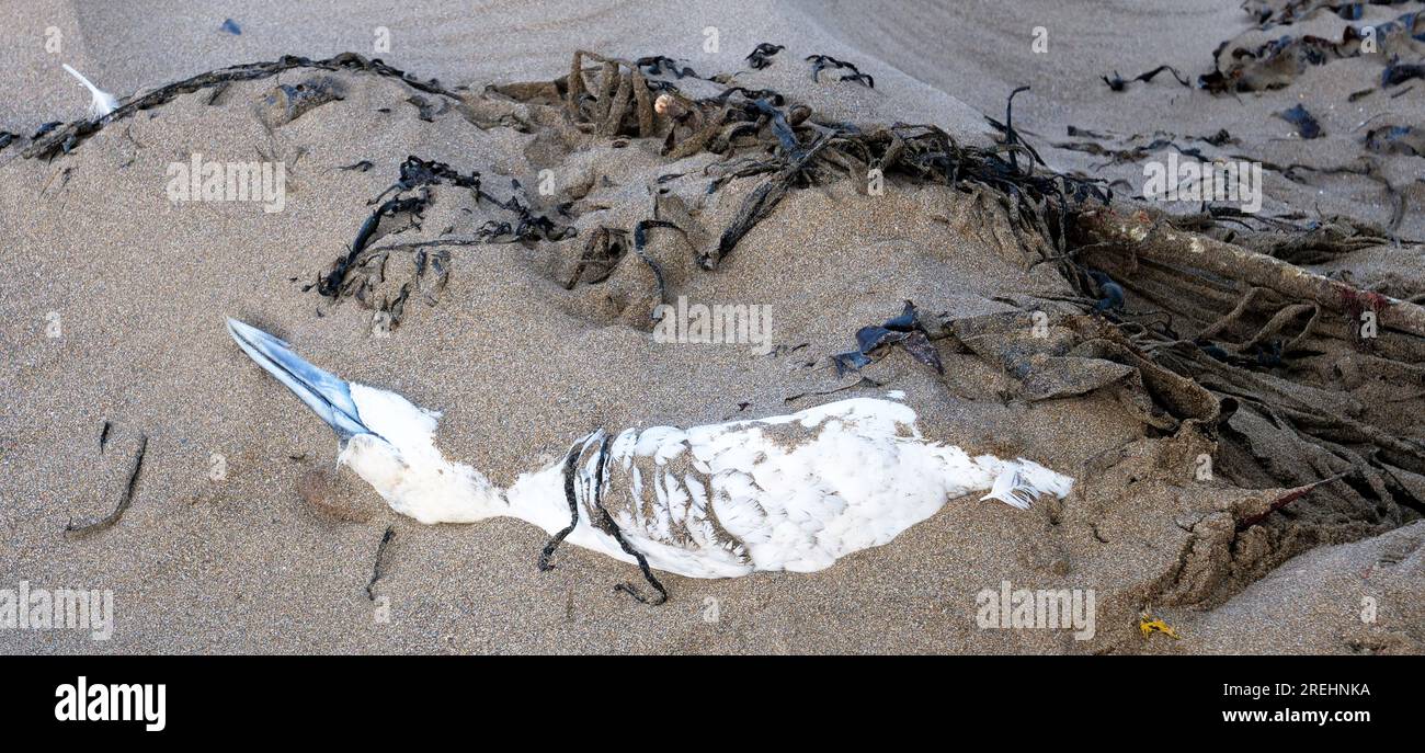 Dead seabirds on the beach at Bigbury-on-Sea Devon UK Stock Photo - Alamy