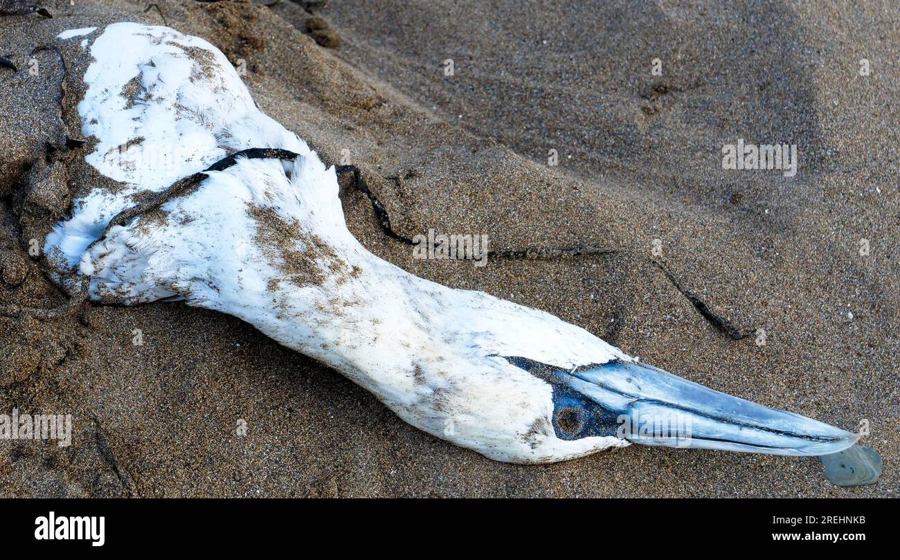 Dead seabirds on the beach at Bigbury-on-Sea Devon UK Stock Photo - Alamy