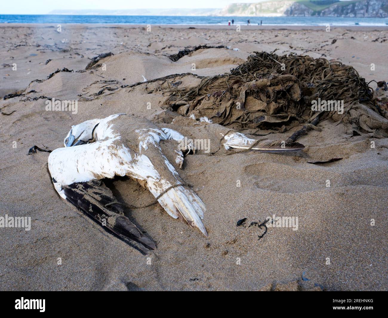 Dead seabirds on the beach at Bigbury-on-Sea Devon UK Stock Photo - Alamy