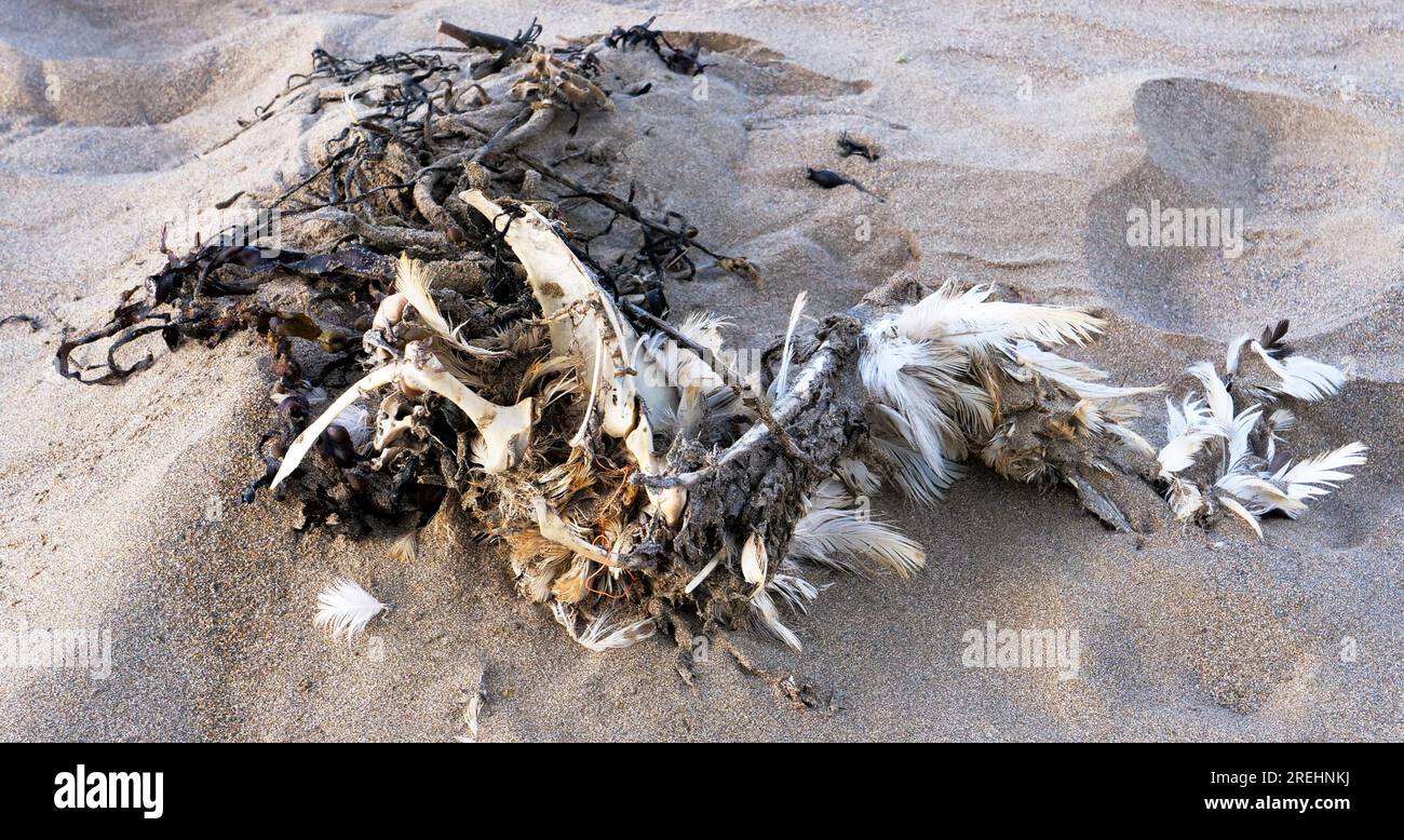 Devon seabirds sea birds hi-res stock photography and images - Alamy