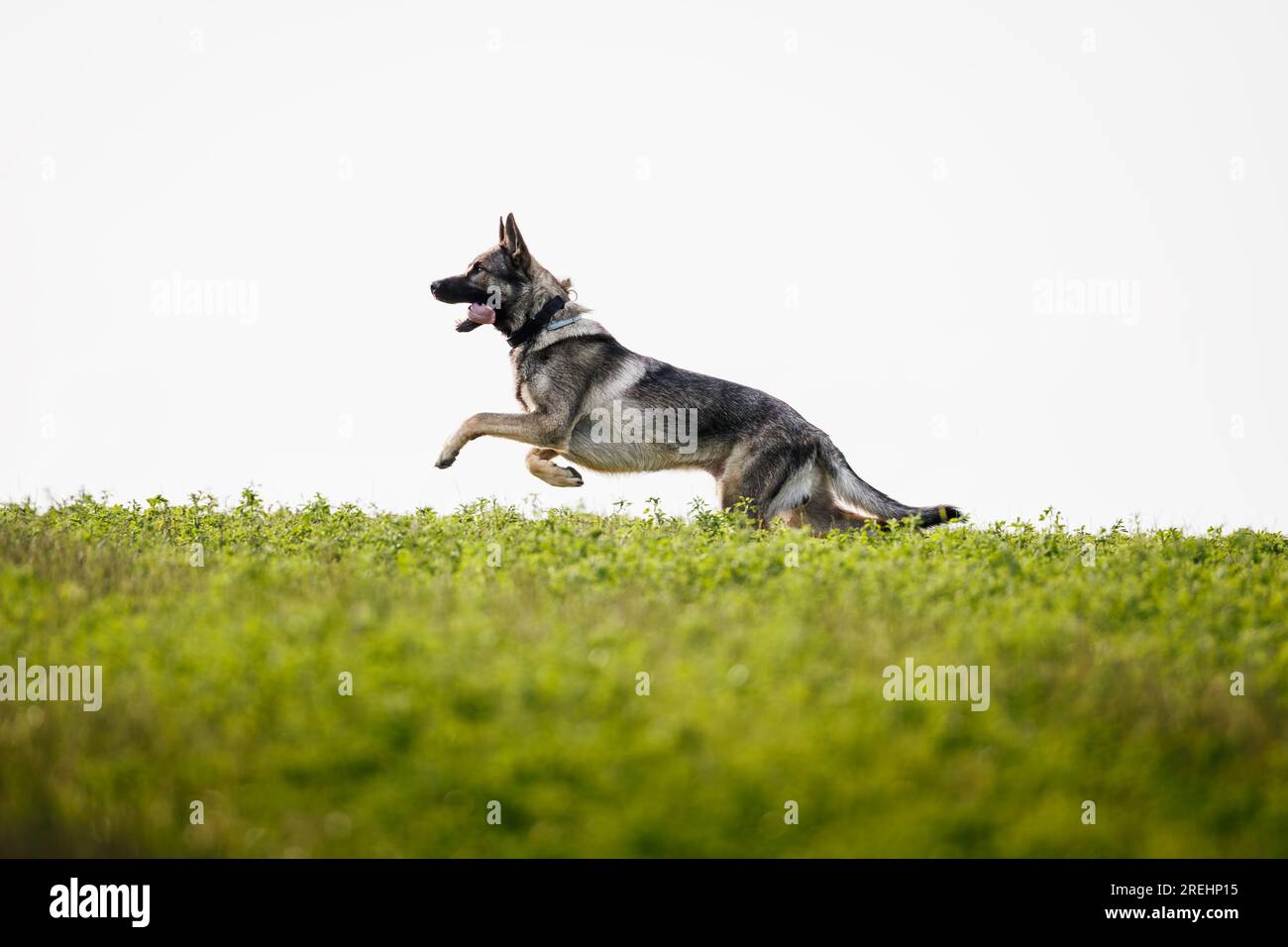 German shepherd dog running in field. Playful pet jumping outdoors ...
