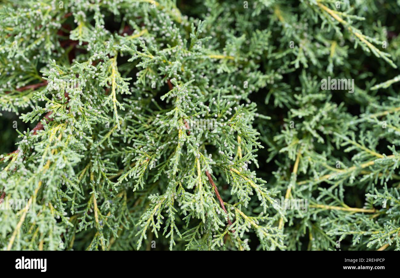 Thuja close up hi-res stock photography and images - Alamy