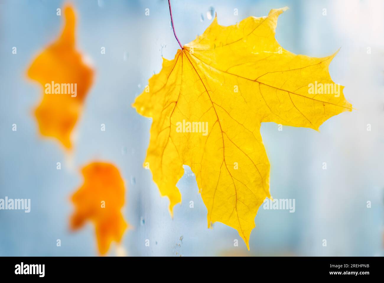 Yellow leaf autumn window rain autumn background fall season. Fallen ...