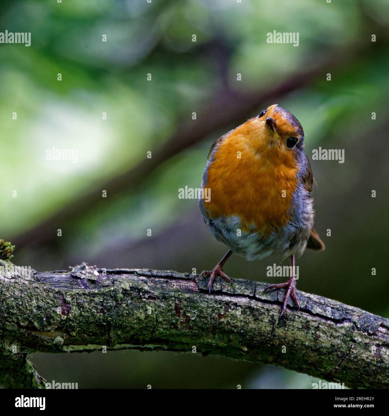 British icon bird the robin hi-res stock photography and images - Alamy
