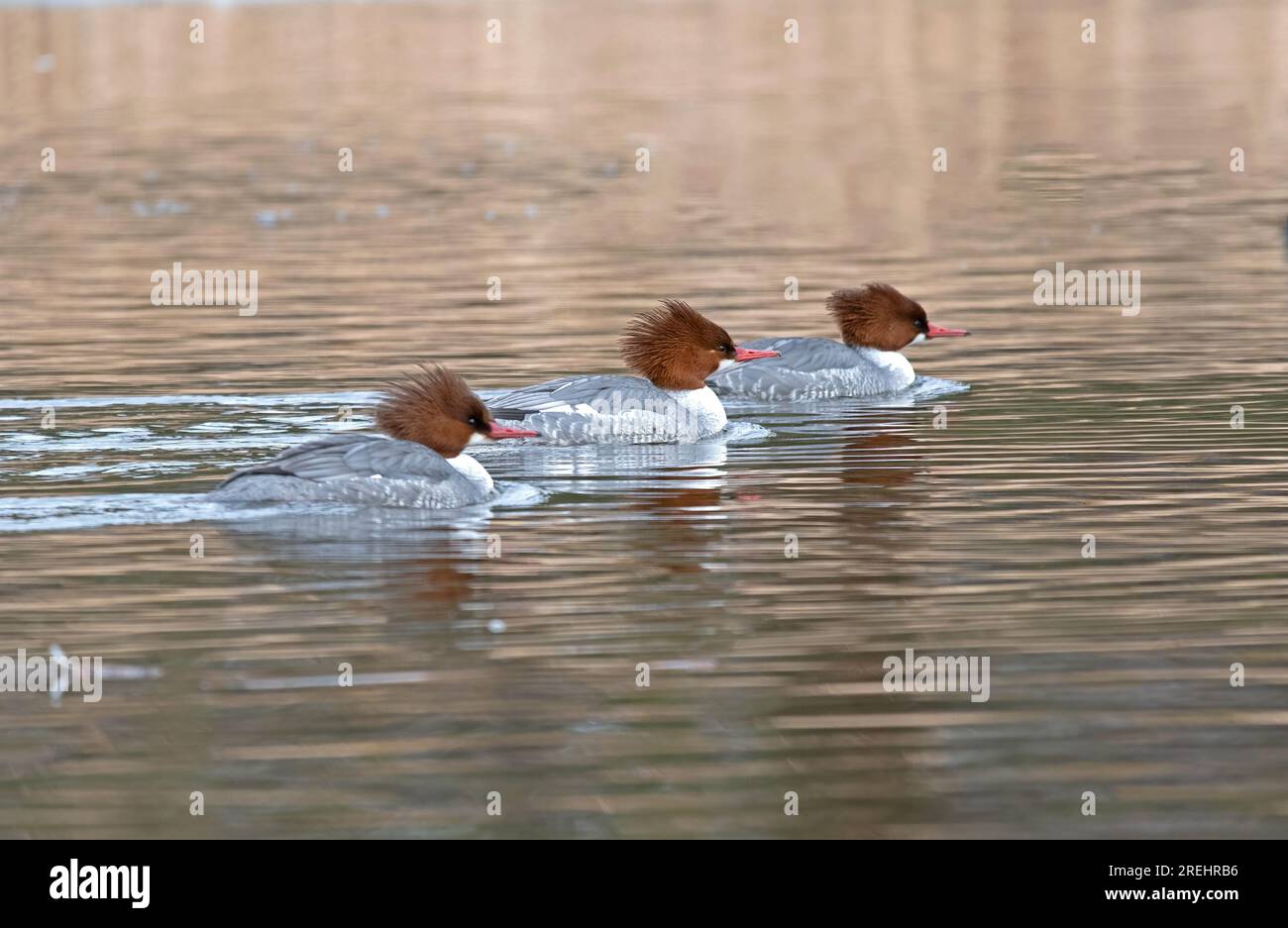 A trio of Common Merganser hens swim slowly across a lake Stock Photo ...