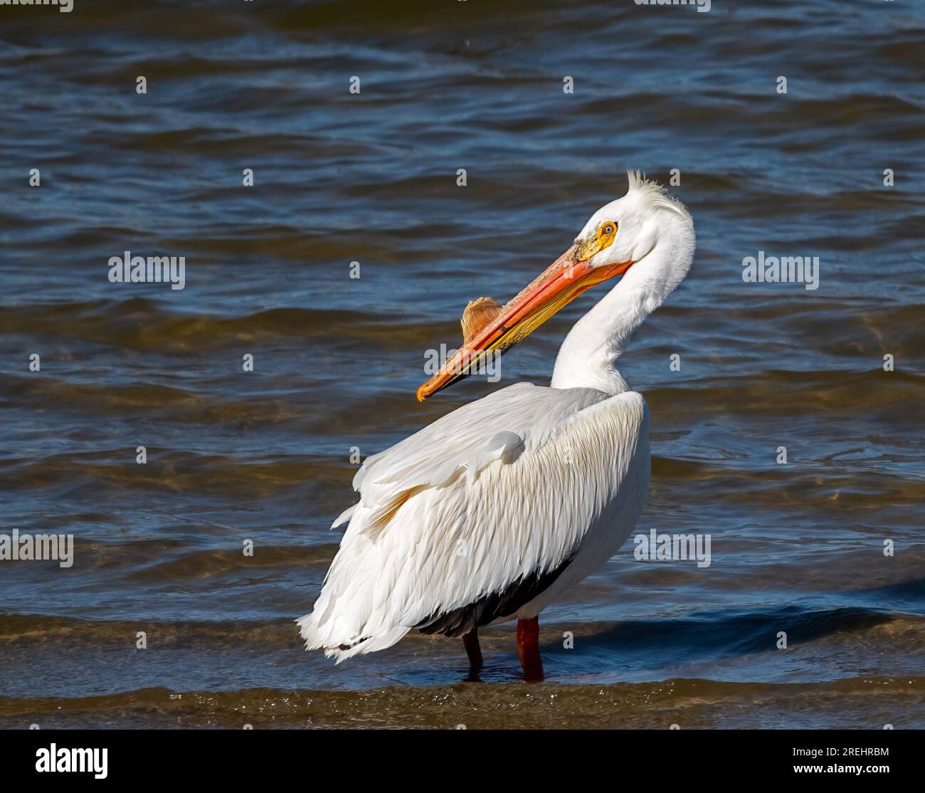 White pelican full beak hi-res stock photography and images - Alamy