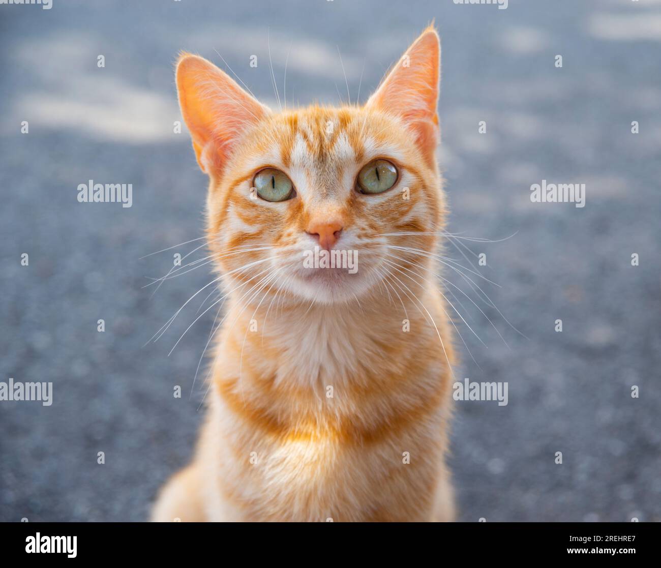 Atigrado rojo hi-res stock photography and images - Alamy