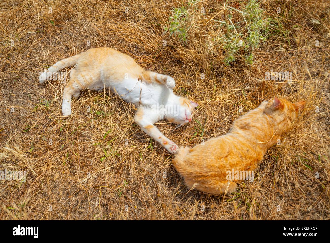 Two cats playing in the countryside Stock Photo - Alamy