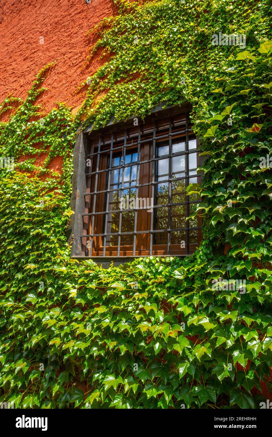 Window and ivy Stock Photo - Alamy
