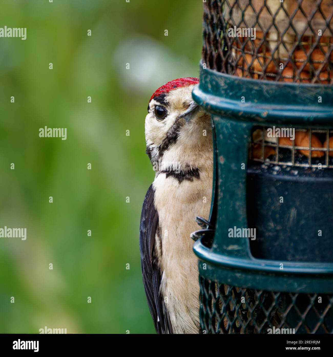 Greater Spotted Woodpecker (Dendrocopos major) picking at bird feeder ...