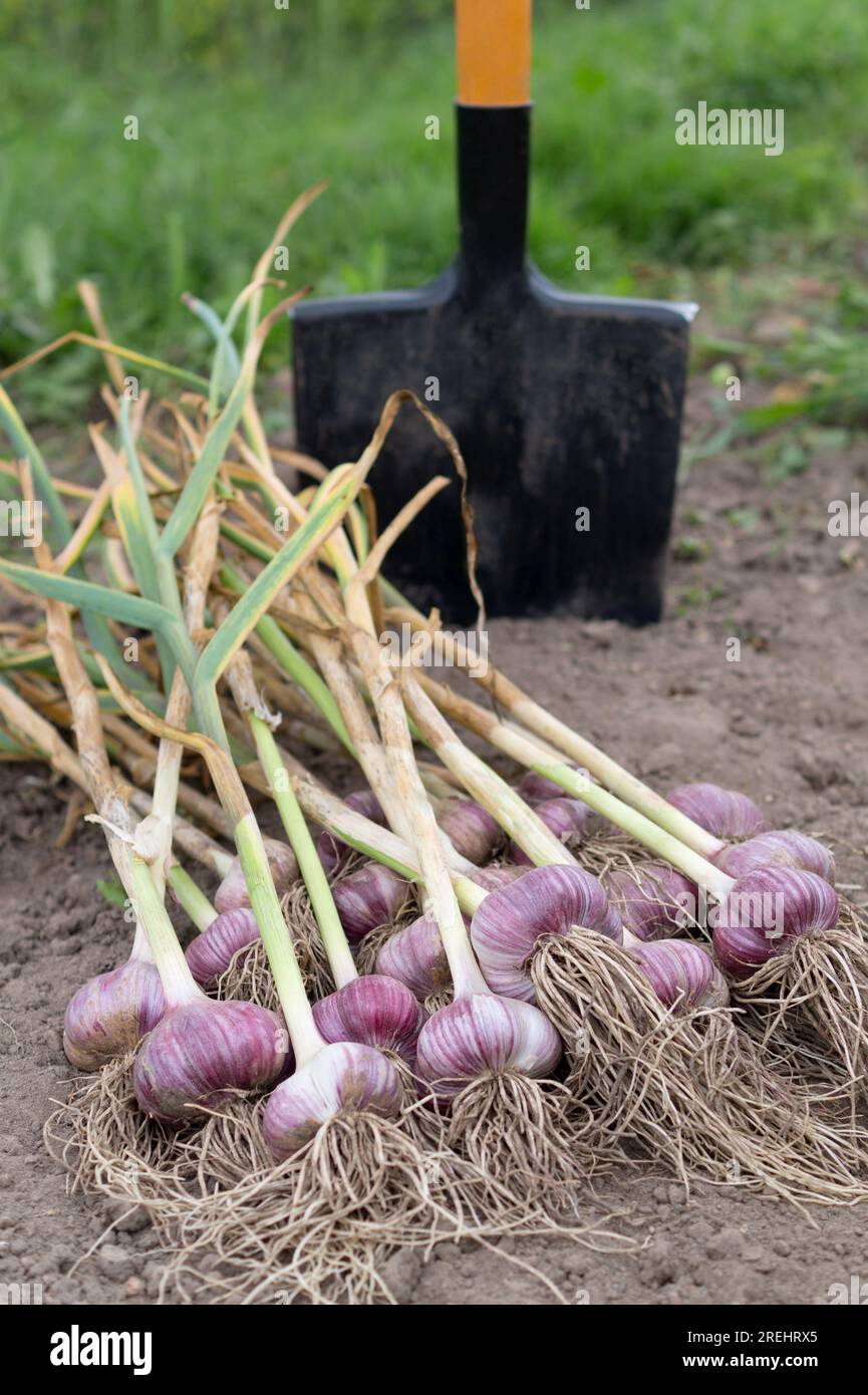 Harvesting garlic in the garden. Digging garlic with a shovel, an eco ...