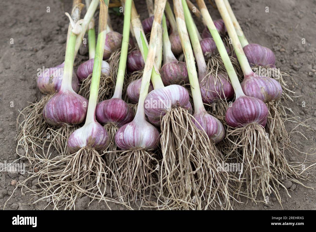 Harvesting garlic in the garden. Purple heads of garlic with roots lie ...