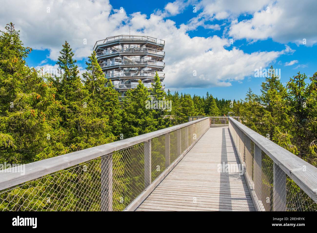 Forest canopy walkway footpath above treetops, outdoor adventure on ...