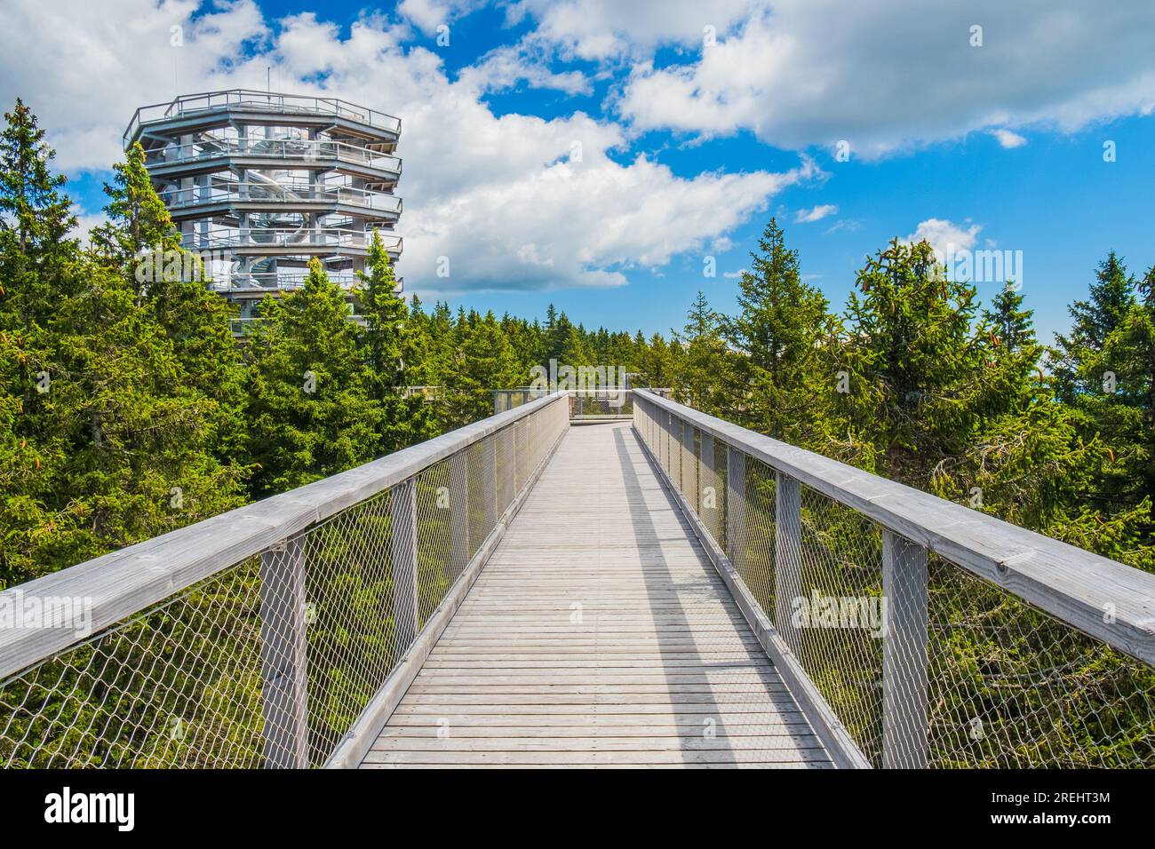 Forest canopy walkway footpath above treetops, outdoor adventure on ...