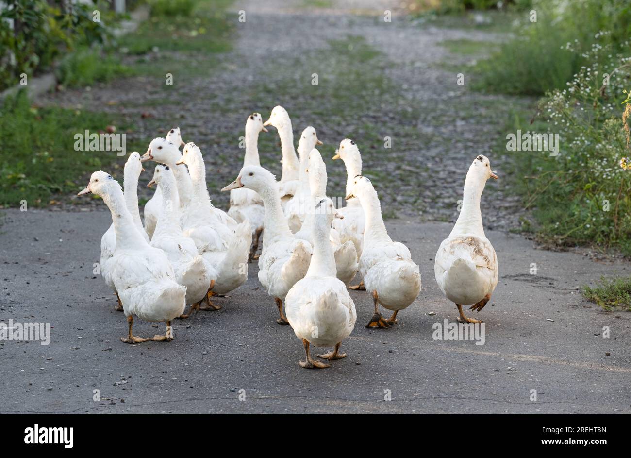 Goose walking in yard hi-res stock photography and images - Alamy