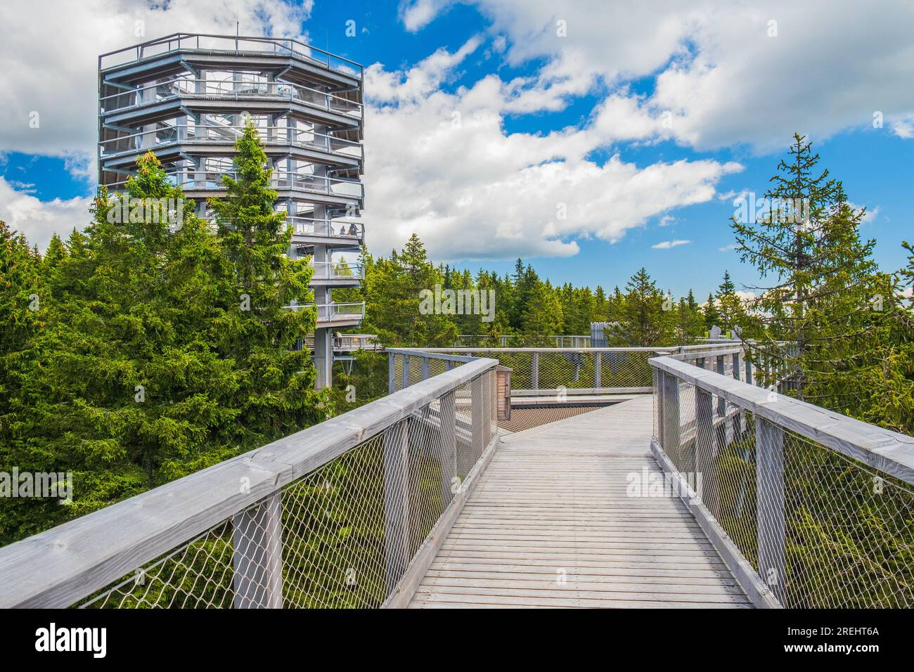 Forest canopy walkway footpath above treetops, outdoor adventure on ...