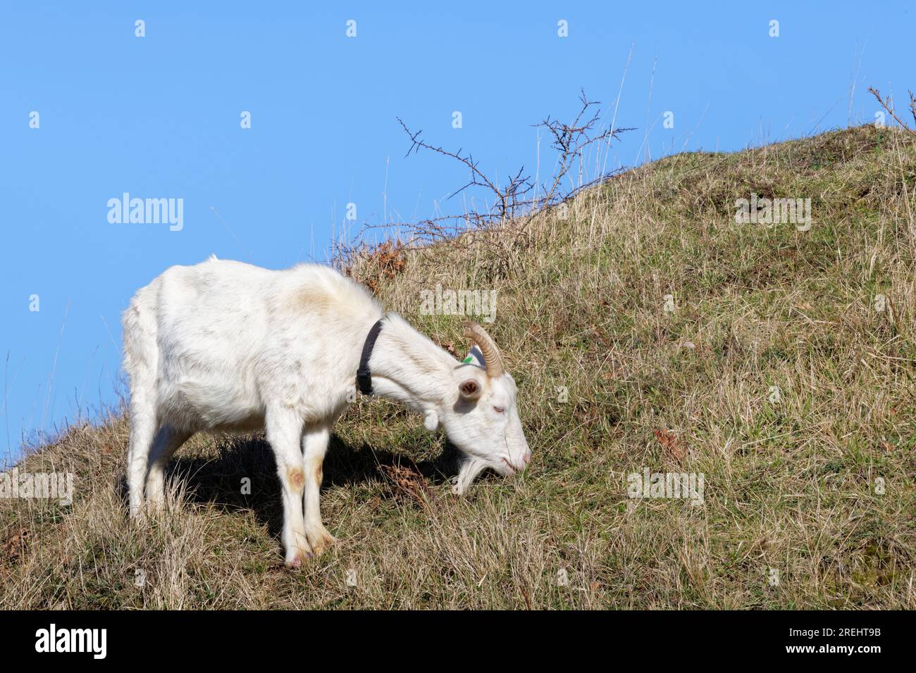 Goat (Capra hircus) grazing chalk grassland hillside to control scrub ...