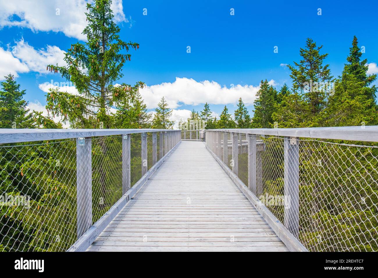 Forest canopy walkway footpath above treetops, outdoor adventure on ...