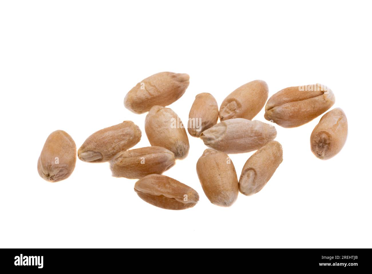 wheat isolated on white background Stock Photo - Alamy