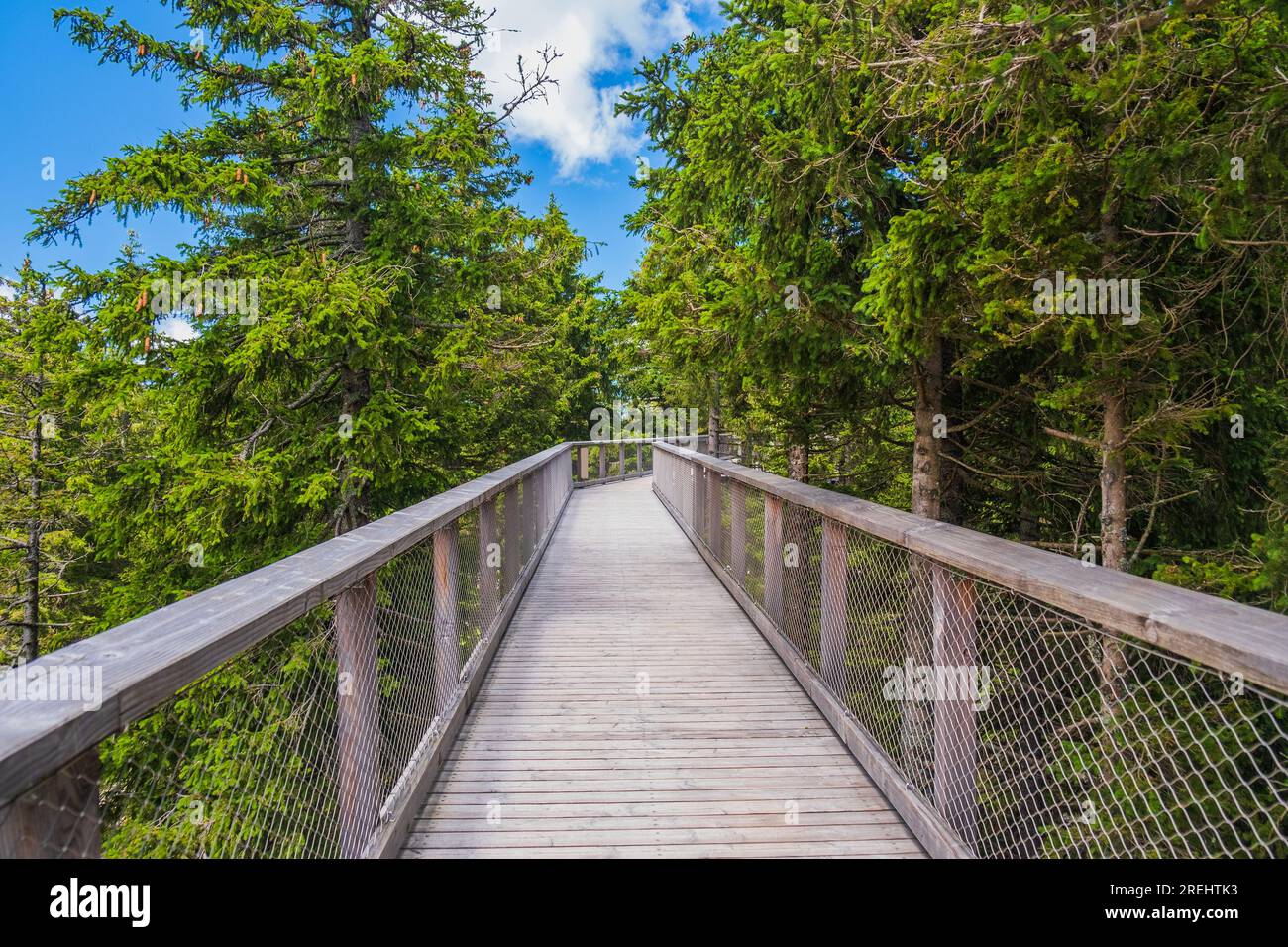 Forest canopy walkway footpath above treetops, outdoor adventure on ...