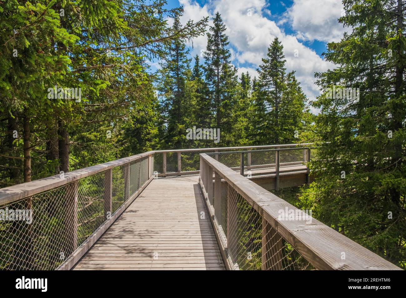 Forest canopy walkway footpath above treetops, outdoor adventure on ...