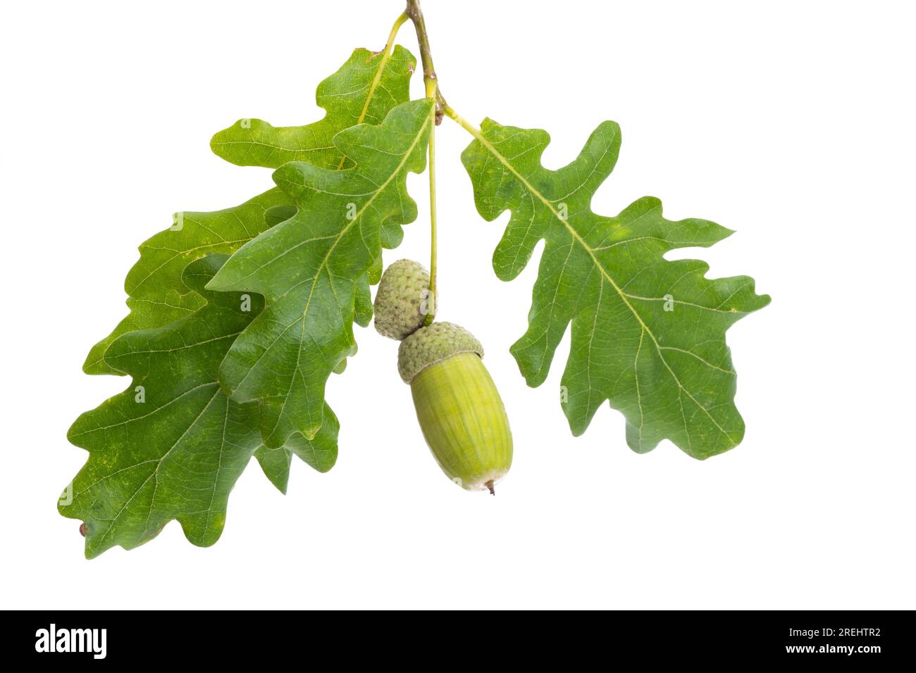 oak branch with acorns isolated on white background Stock Photo - Alamy