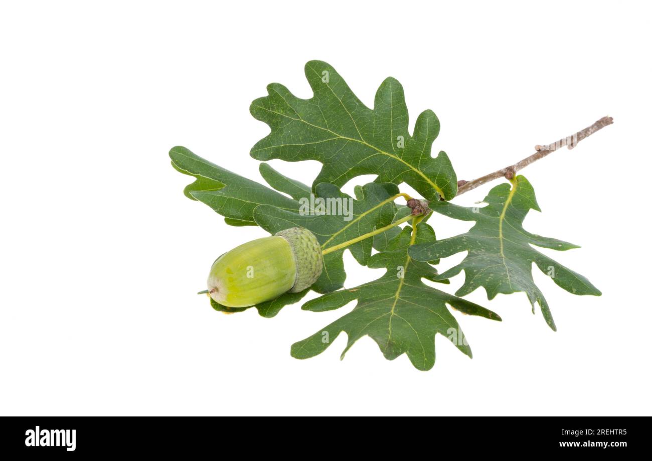oak branch with acorns isolated on white background Stock Photo - Alamy