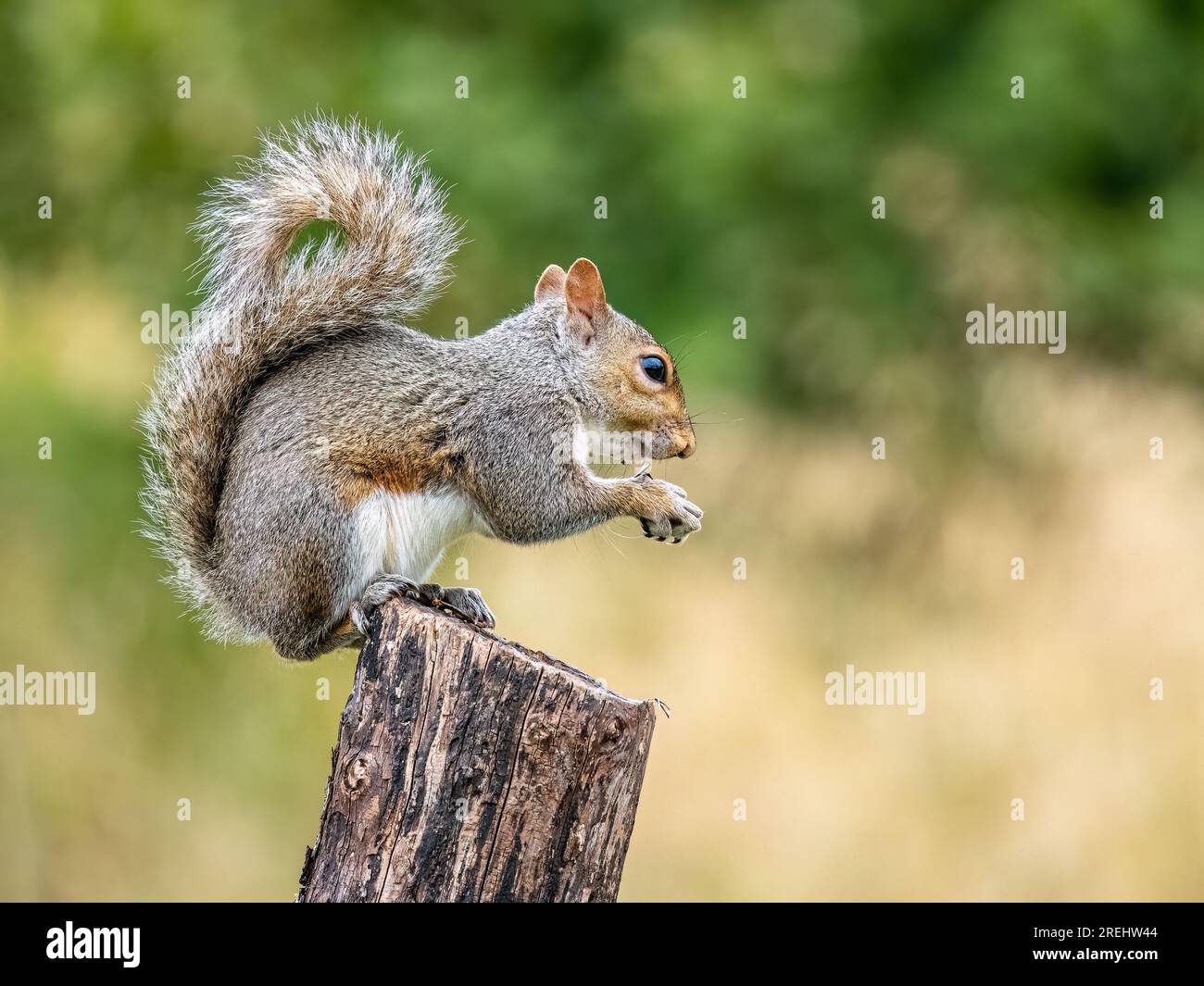 A grey squirrel foraging in summer in mid Wales Stock Photo - Alamy