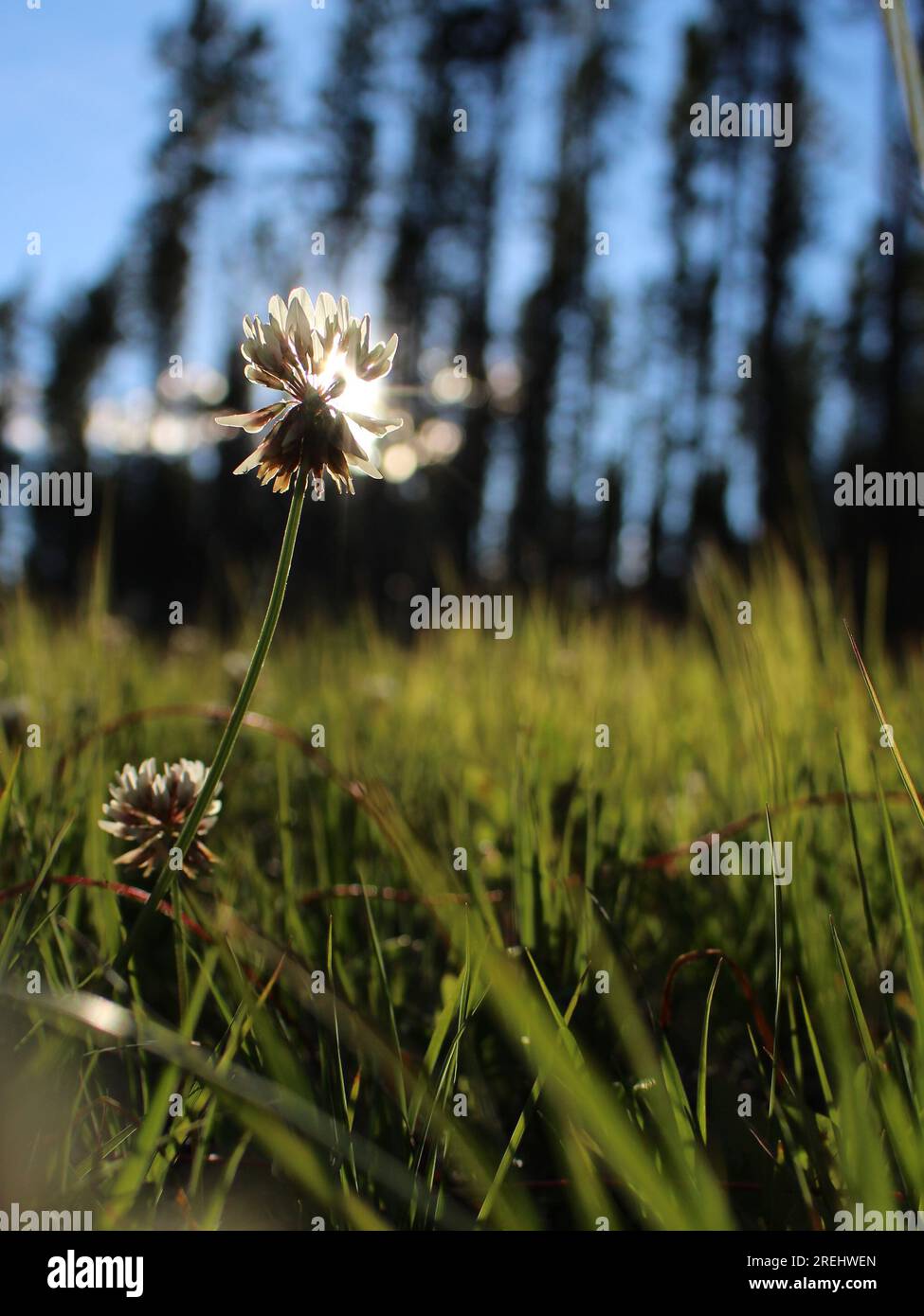 The holy flower hi-res stock photography and images - Alamy