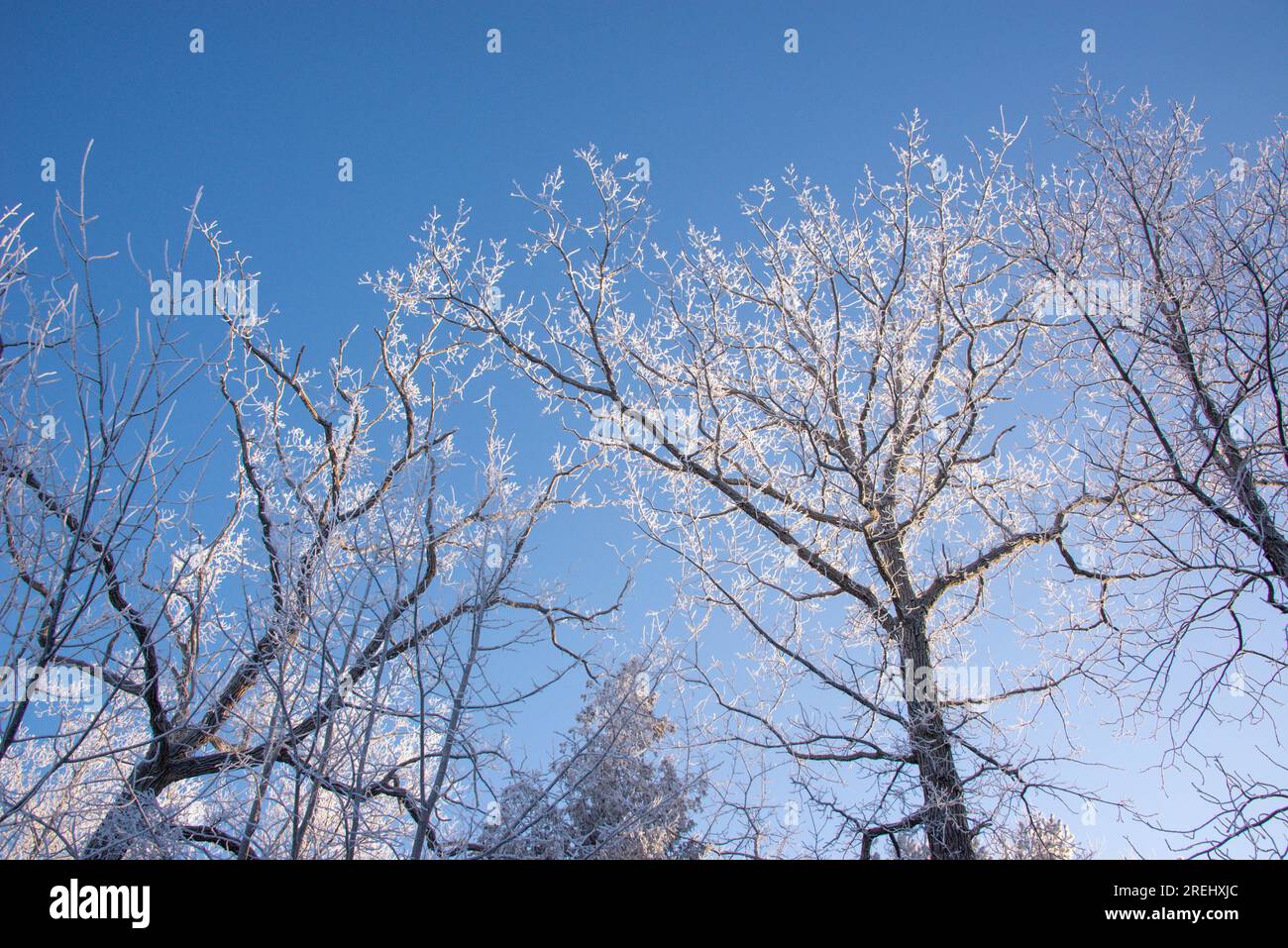 Path in treetops hi-res stock photography and images - Alamy