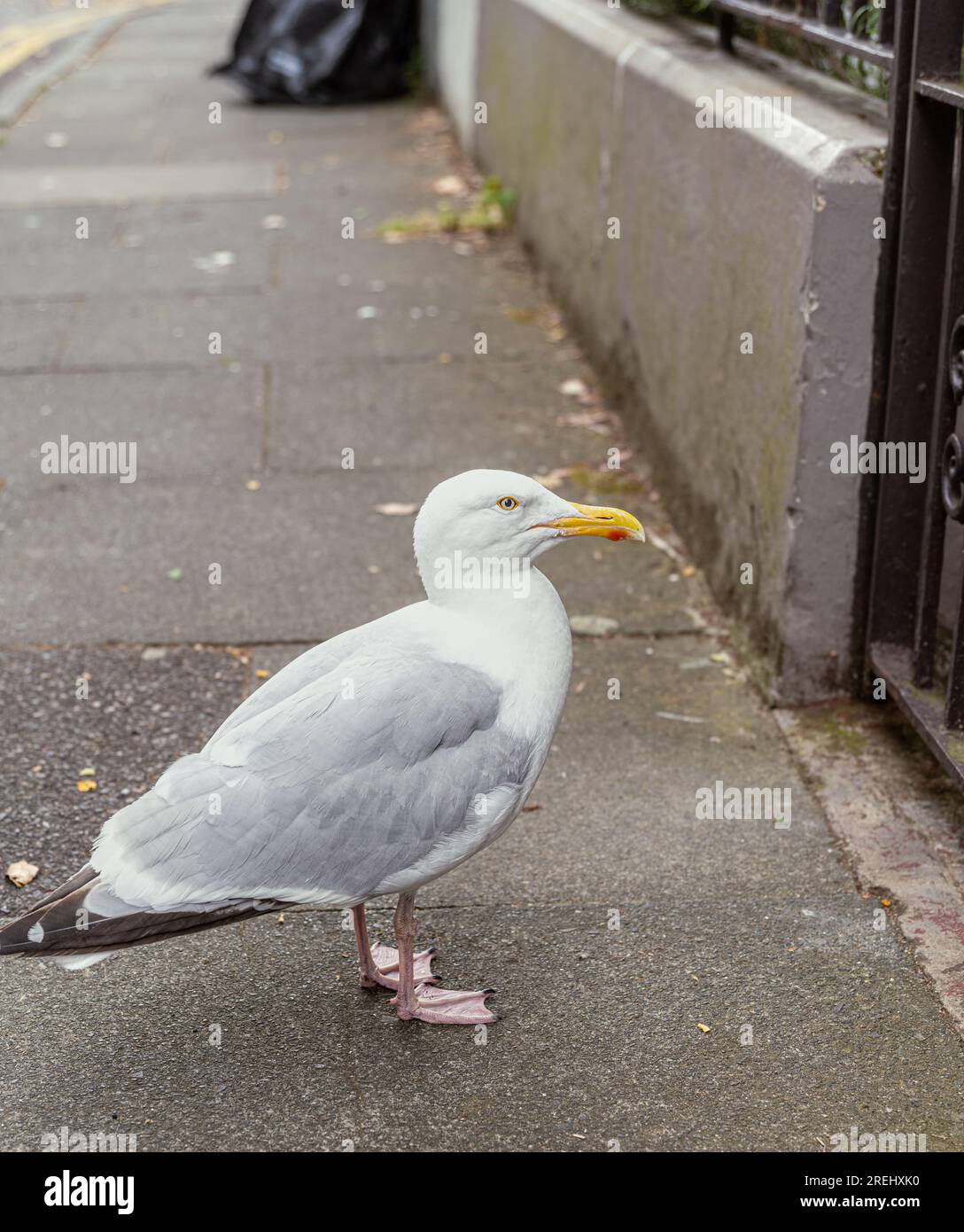 Seagull close to bin bag on pavement, in a town, Margte, UK Stock Photo ...