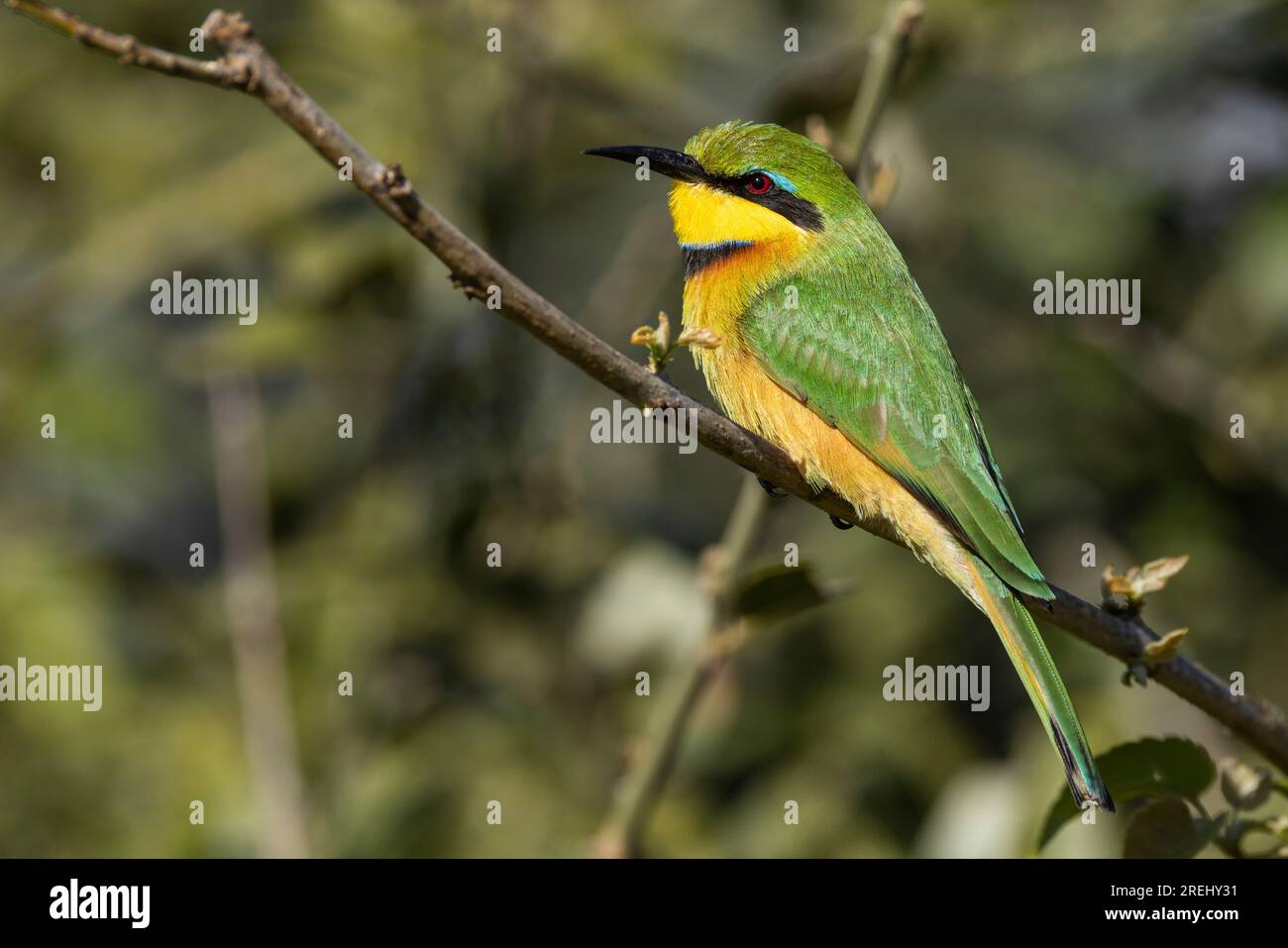 Africas most common bee eater hi-res stock photography and images - Alamy