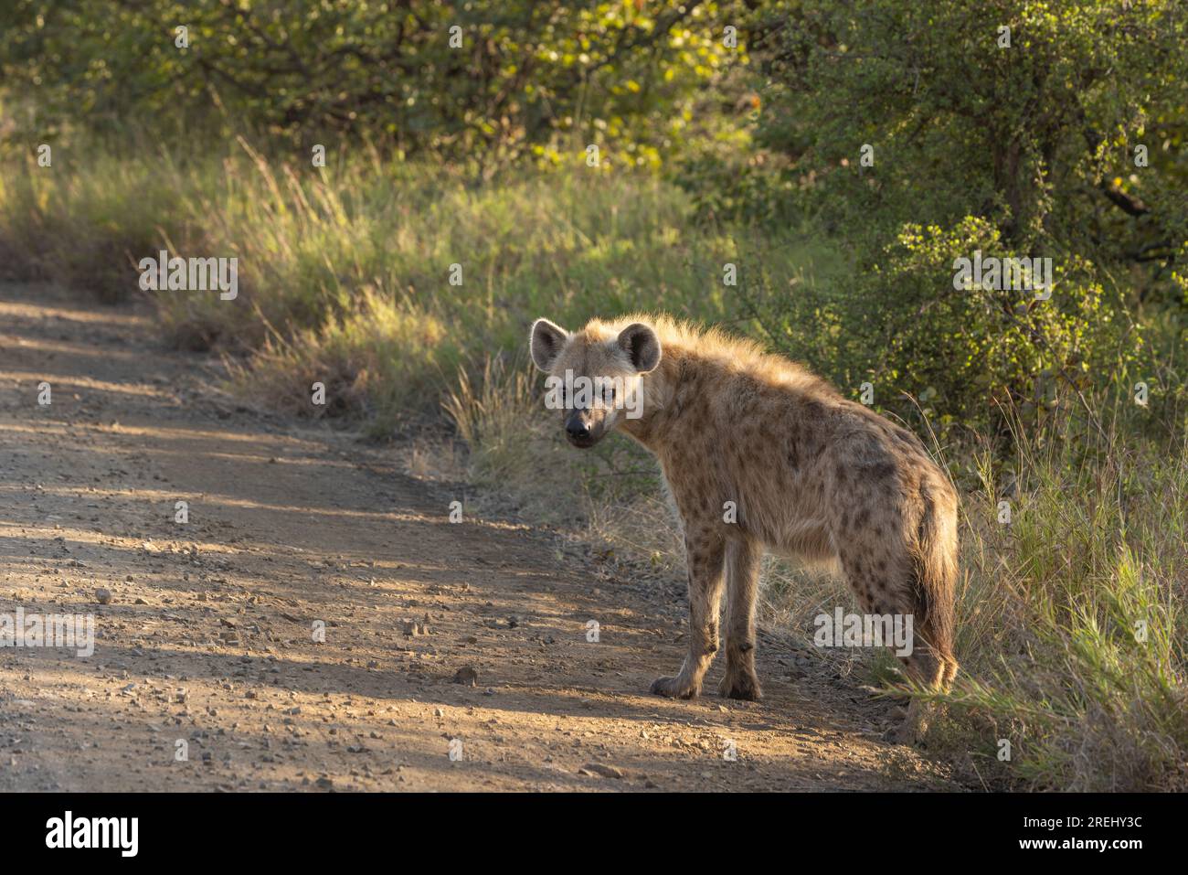 A single Spotted Hyena retuning to its den in the morning sunlight in ...