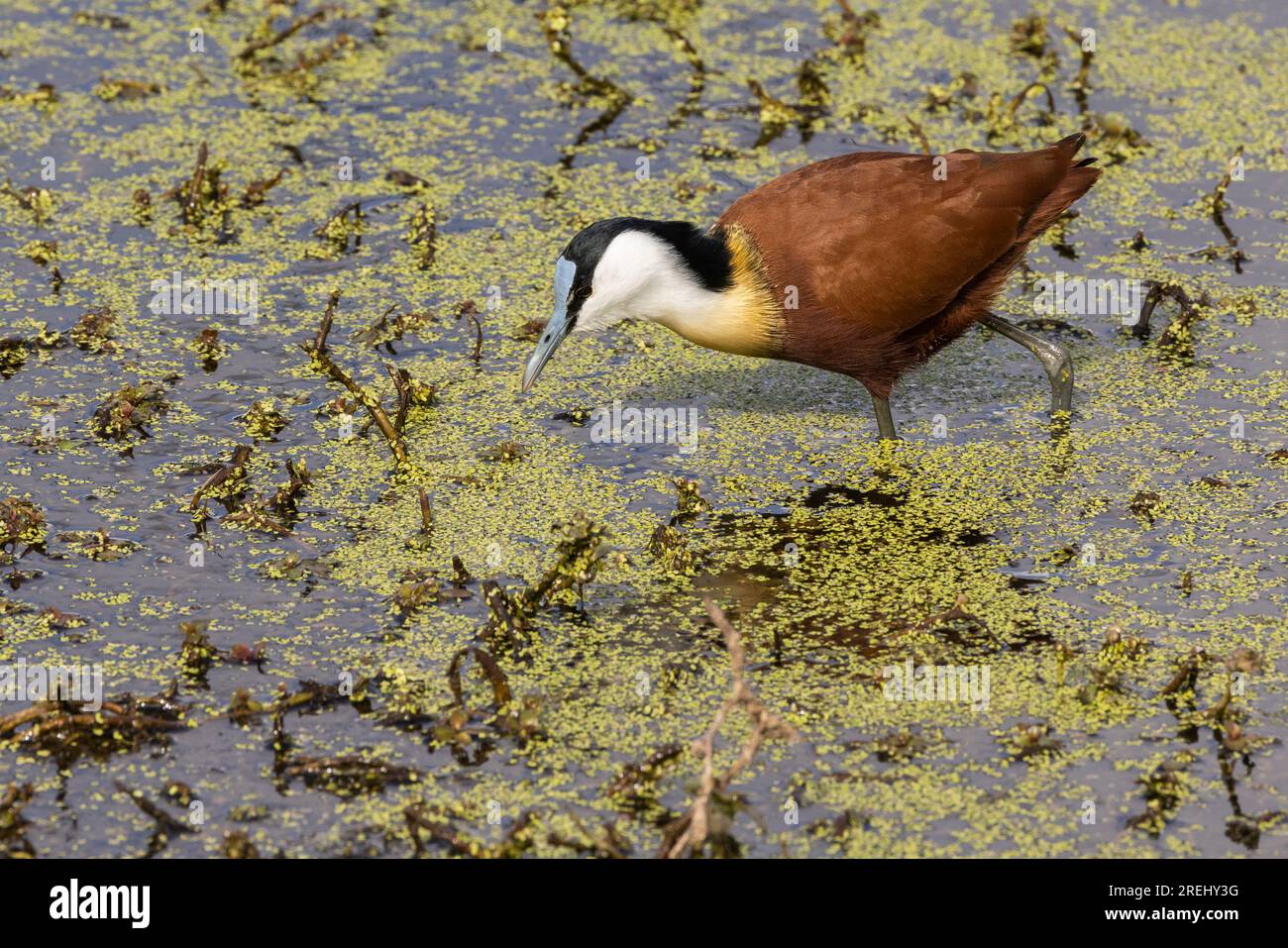 A colourful African Jacana wading and foraging in a shallow wetland in ...
