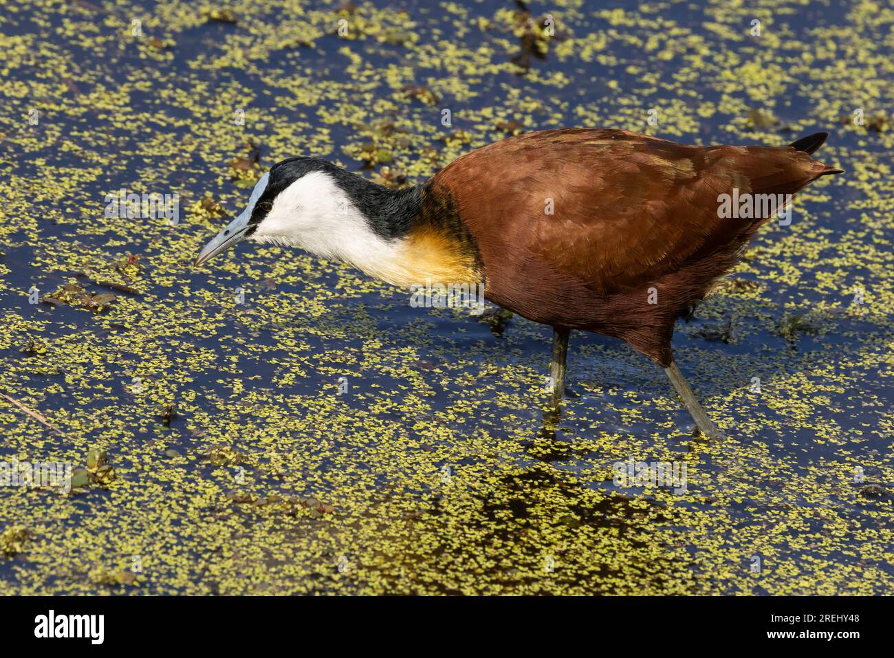 A close up view of an African Jacana wading and foraging in the ...