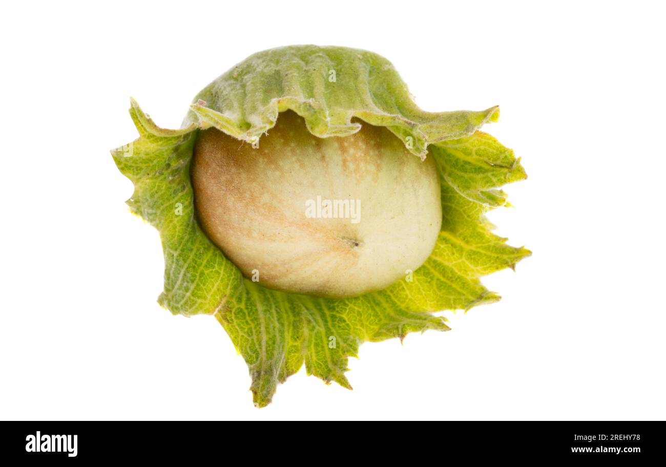 hazelnut isolated on white background Stock Photo - Alamy