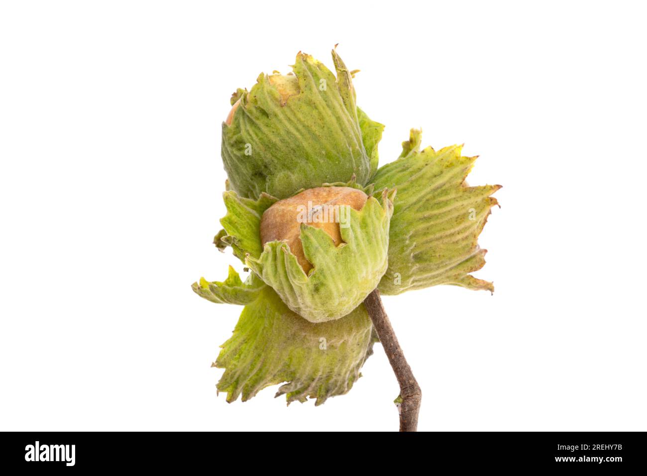 hazelnut isolated on white background Stock Photo - Alamy